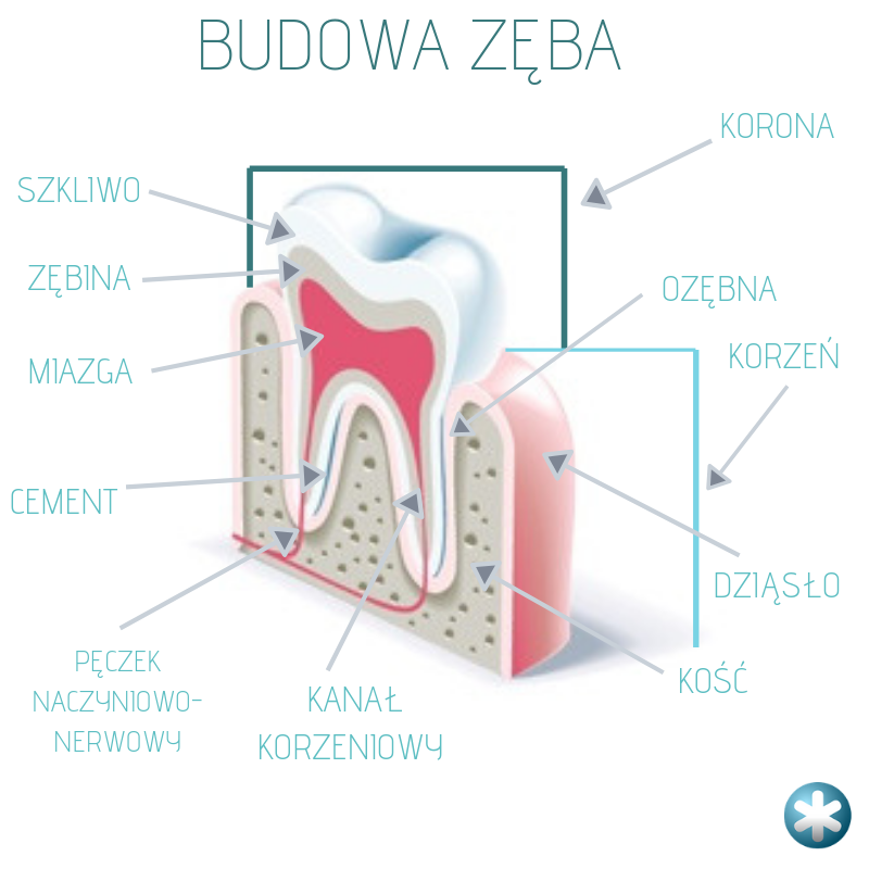 BUDOWA ZĘBA | DENTAL-CARE. Stomatolog Bielsko, implanty, dentysta ...